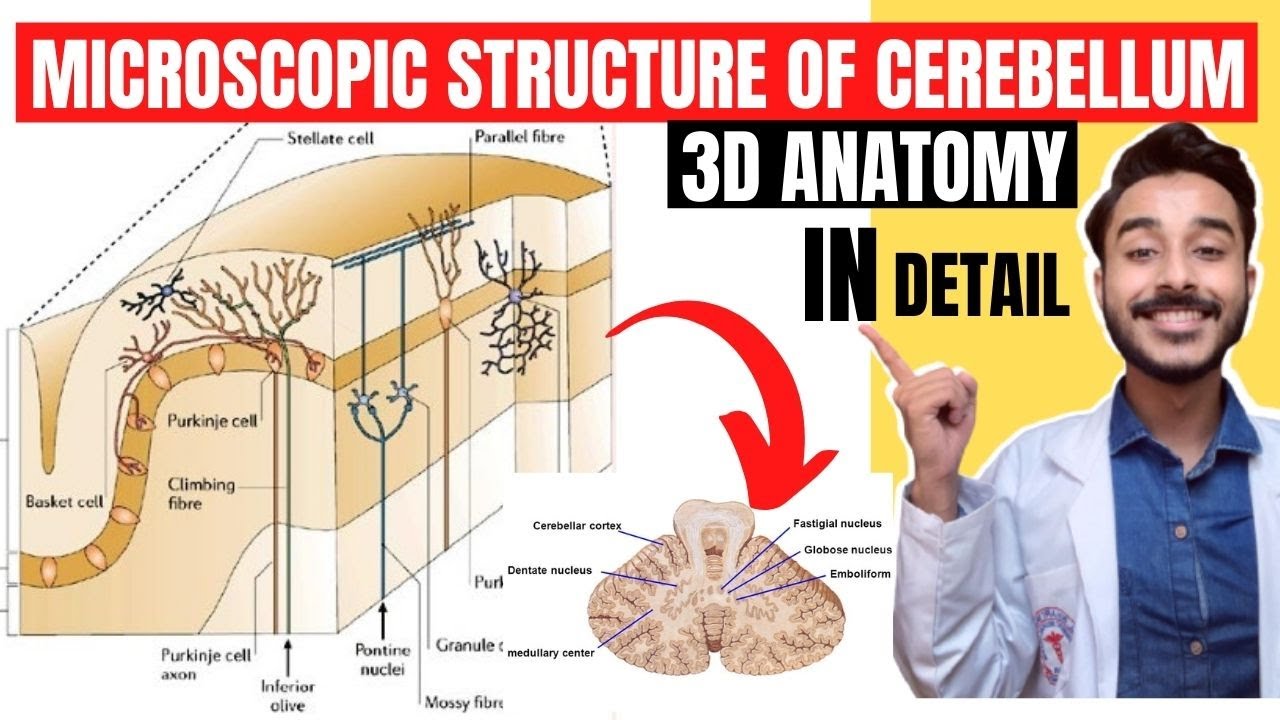 microscopic structure of cerebellum anatomy 3d | internal structure of ...