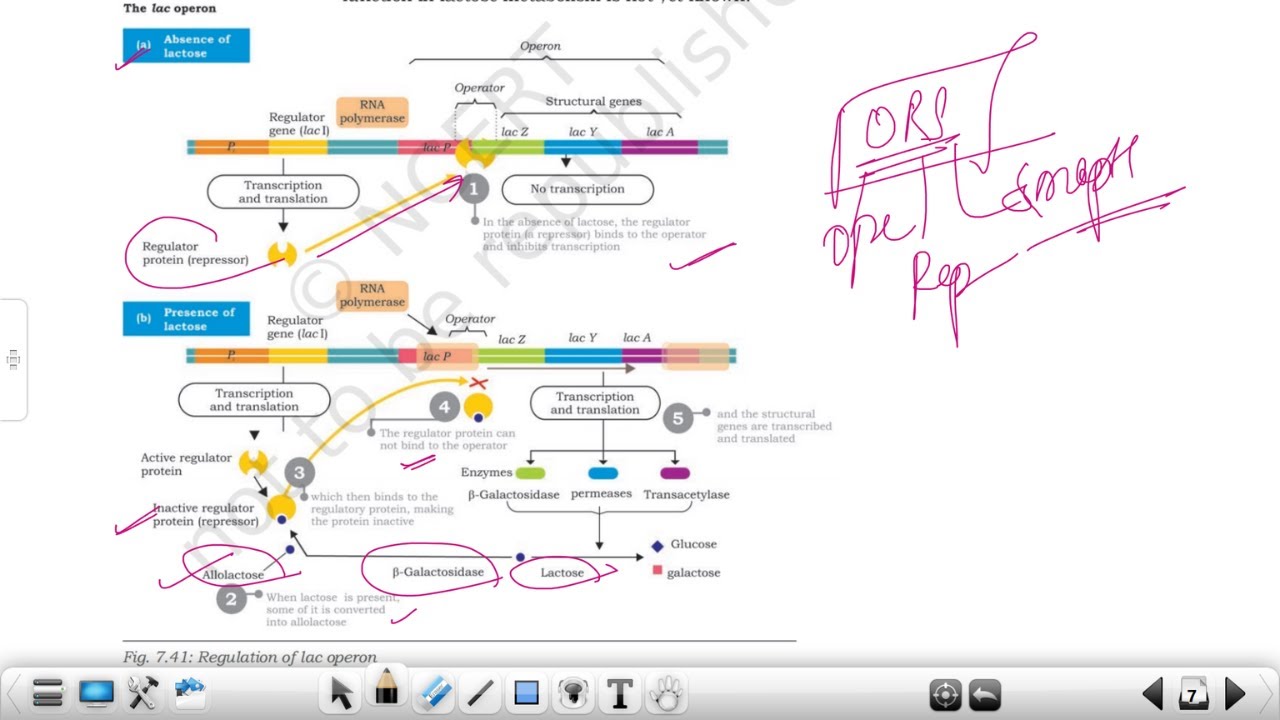 Lac operon an inducible operon | Regulation of gene expression in ...