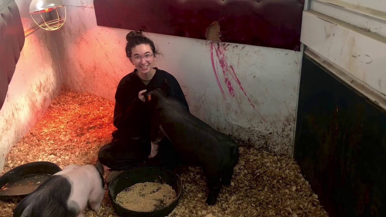Tips for bonding with your pig - YouTube