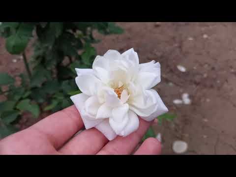 ÇOX GOZEL HEYETLER ARASI PARKLAR. GOZEL GULLER🌺🌹⚘🥀