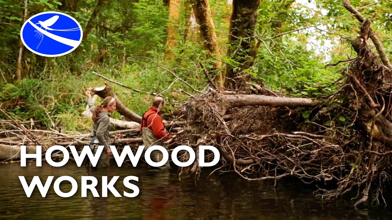 How Wood Works - Exploring How Large Wood Shapes Fish Habitat - YouTube