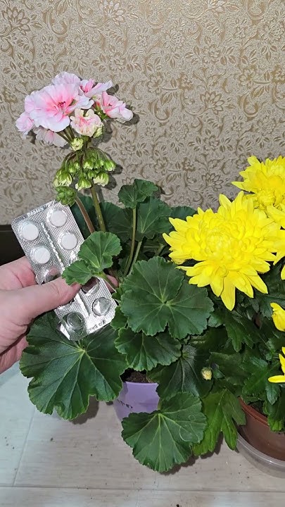 Срочно в ФЕВРАЛЕ разбудите Герань и другие цветы! 2 таблетки и даже ...