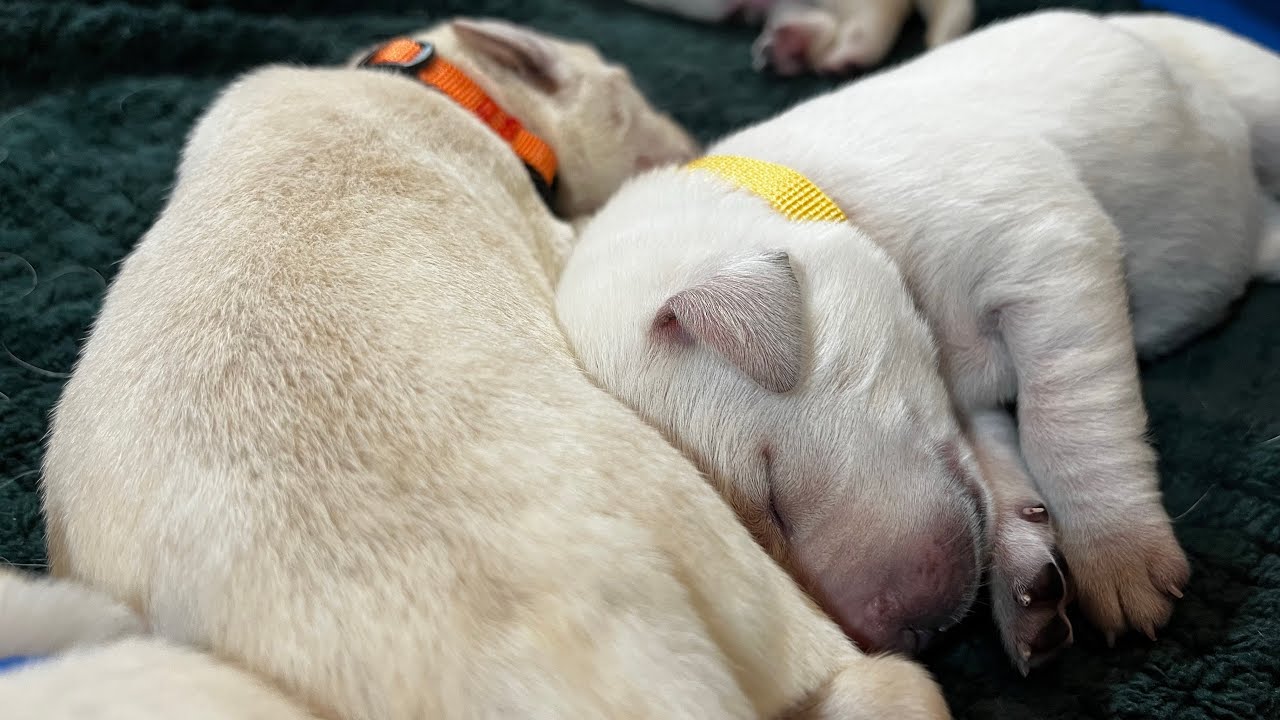 Puppy Cam LIVE STREAM! 1 week old Labrador Puppies PART 3 #cutepuppies ...