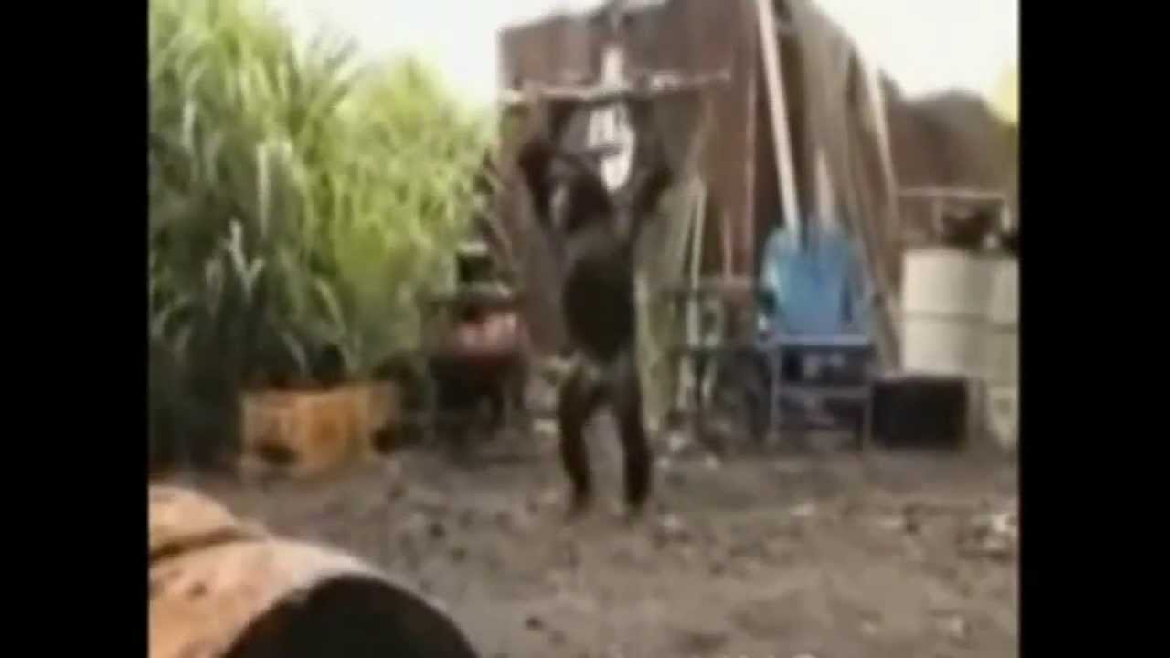 Soldiers give a chimp a loaded AK47 - YouTube