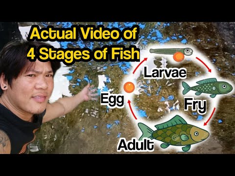 4 Stages of Fish #Egg#Larvae#Juvenile Fish/Fry #Adult Fish (Episode 2 ...