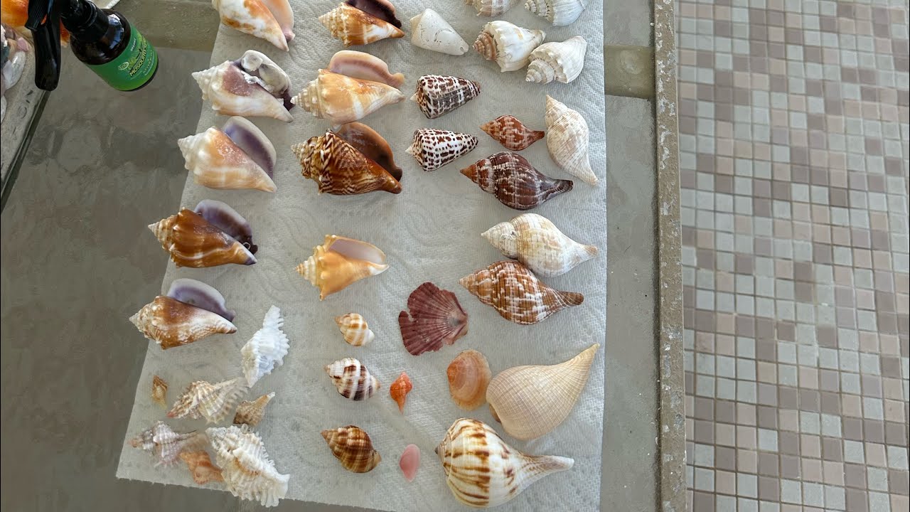Dipped Sea Shells In Acid Now Available! - YouTube