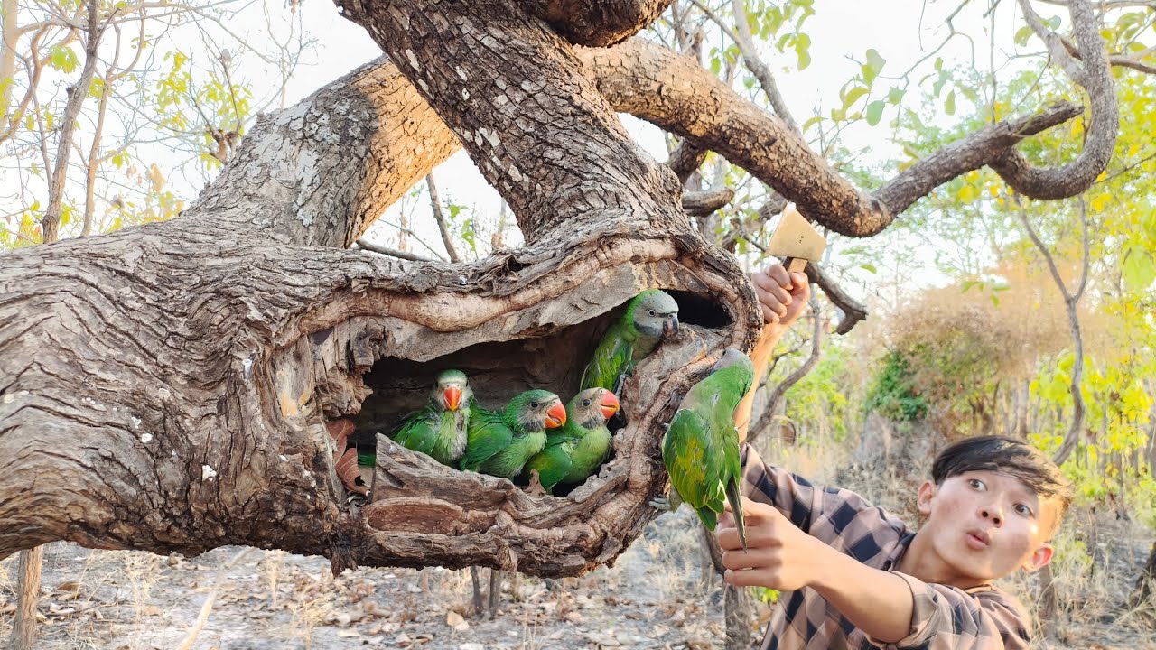Lots of baby parrots in the hole wood - YouTube