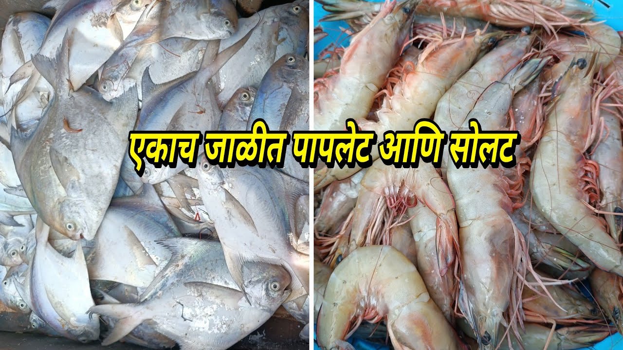 पापलेट आणि सोलट कोलंबीची मासेमारी. pomfret and big prawns fishing ...