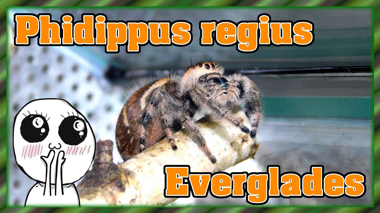 Phidippus regius "Everglades" - Sie ziehen wieder ein! 😍 Springspinne ...
