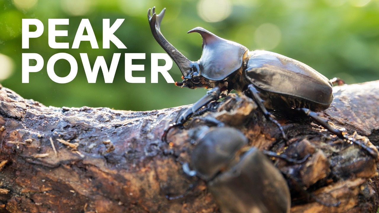 Discover The World's Strongest And Fastest Animal! - YouTube