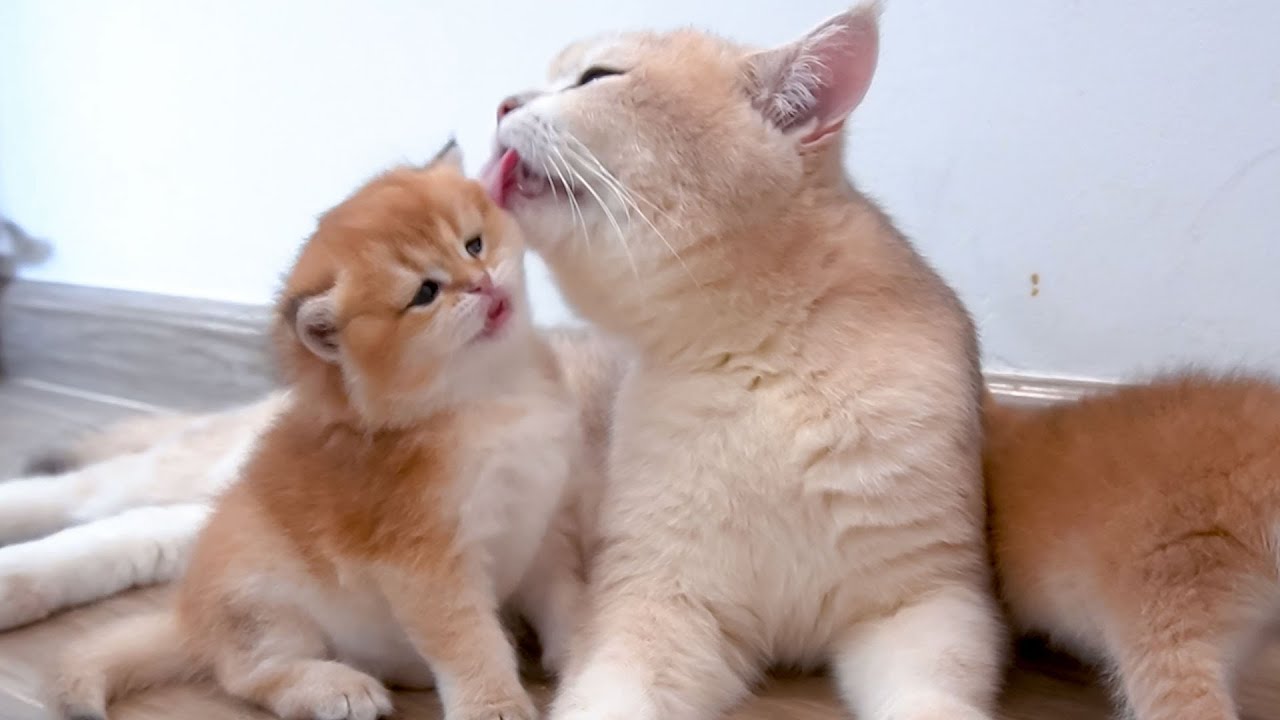 A cute little kitten enduring the vigorous grooming from its mother cat ...
