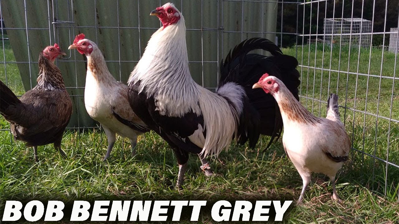 Bob Bennet Grey White Kelso Asil Red Quill Cw Farm Preston Mississippi ...
