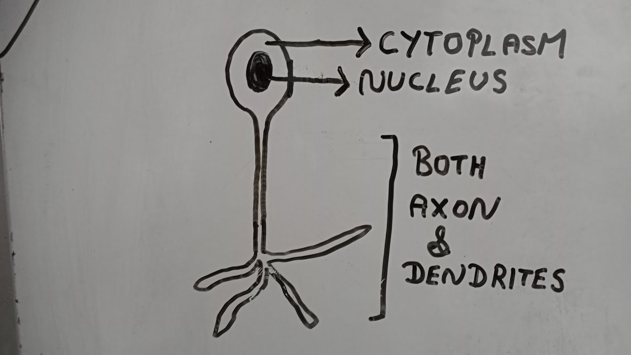 BASIC STRUCTURE OF UNIPOLAR NEURON | DEFINITION | @dhesamsarvam - YouTube