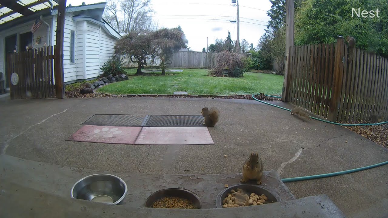 Lots of Squirrels visit our patio for nibbles this morning! (OWL 2458 ...
