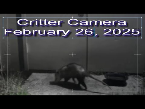 Critter Camera February 26, 2025. - YouTube