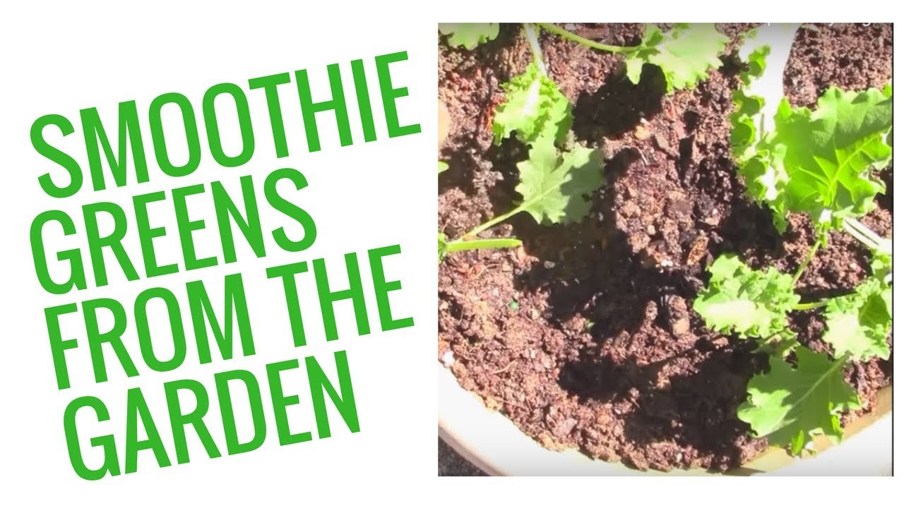 Grow AND Eat Your Own Smoothie Greens!- VEGAN Green Smoothie Recipe ...
