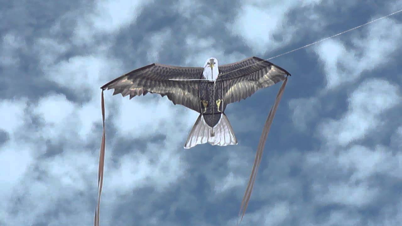 Eagle Kite By Xkites 48 in. - YouTube