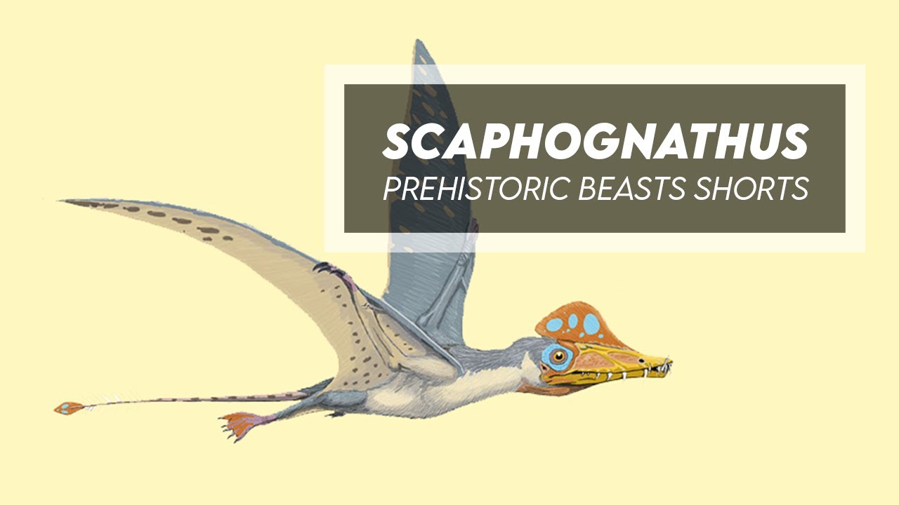 Scaphognathus - A German Pterosaur From The Jurassic - YouTube