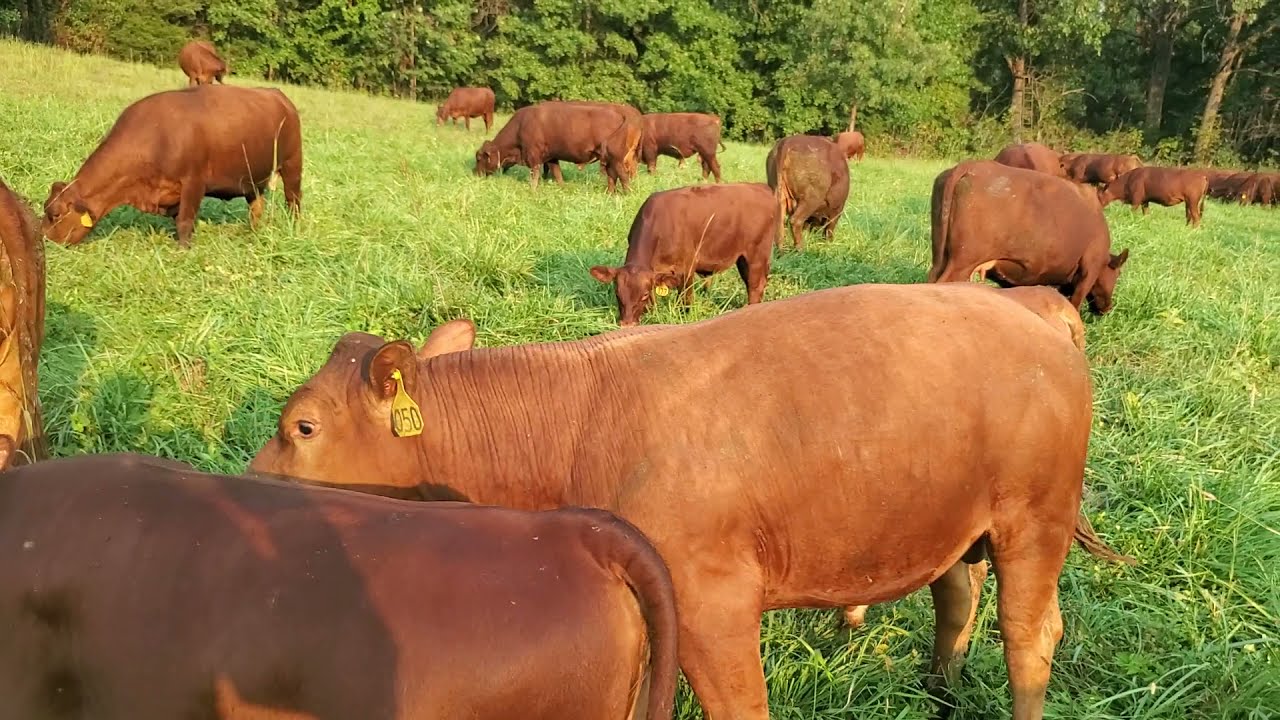 Cattle mob move on a hunter landowners farm. - YouTube