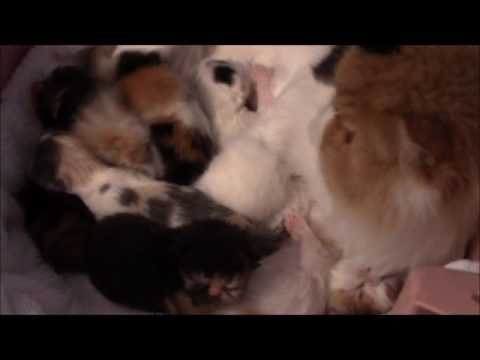 Persian kitten litter - YouTube