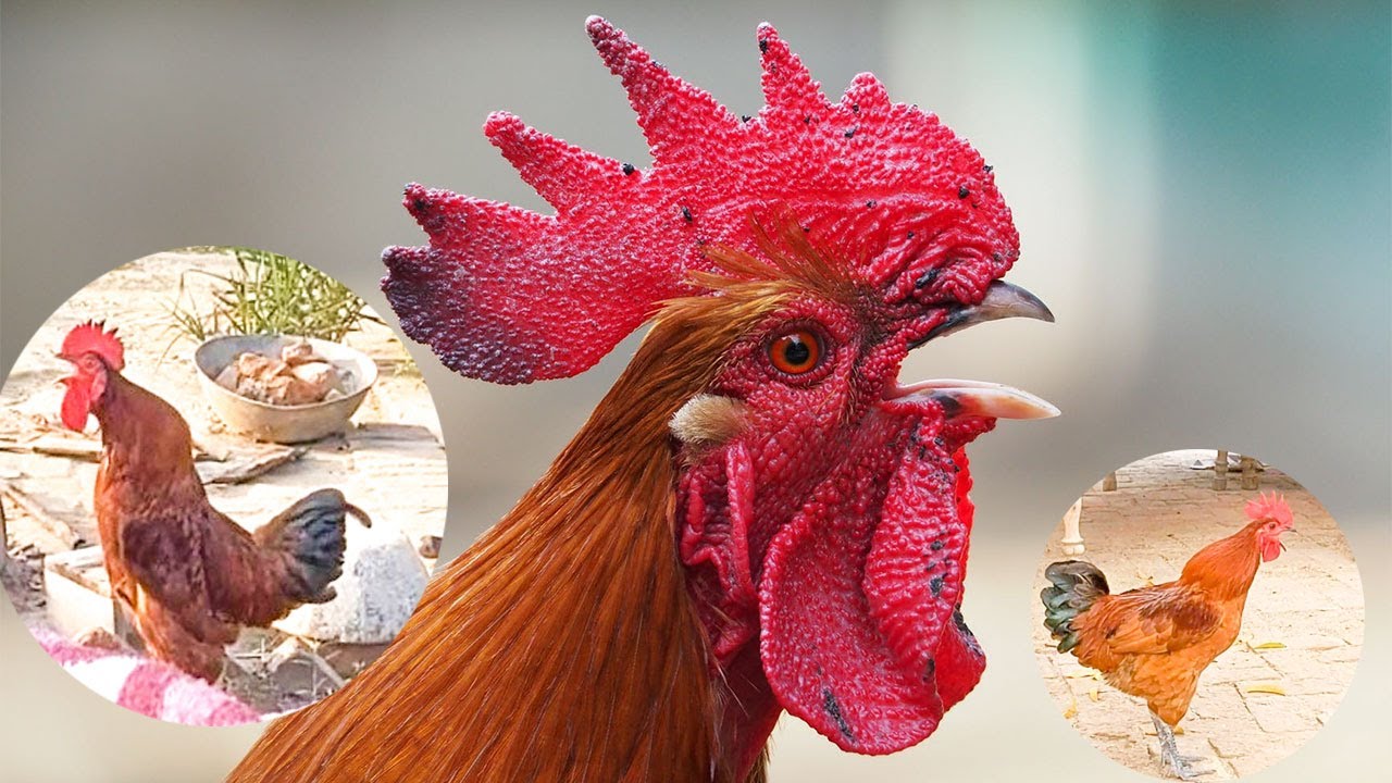 Roosters Crowing Compilation 2022 - YouTube