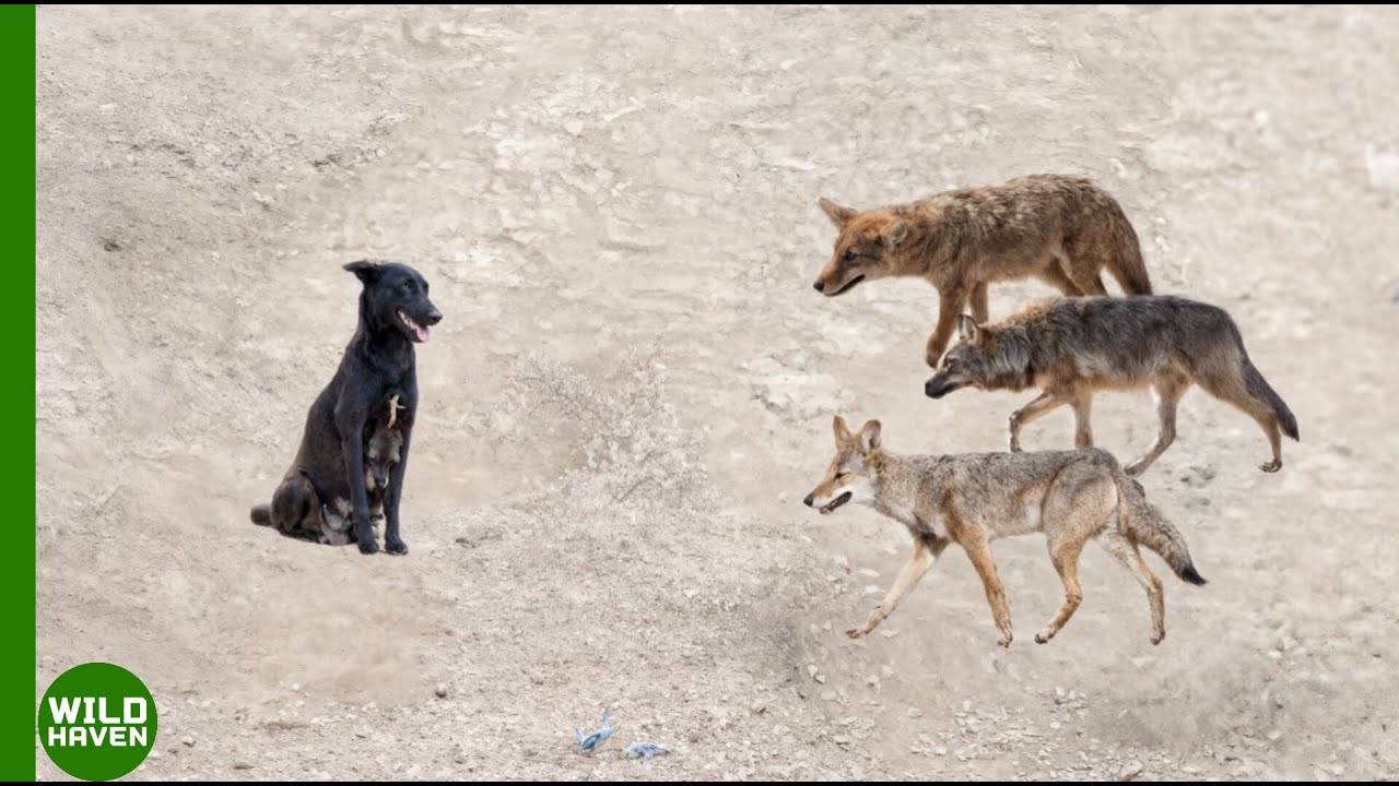 Look What Happened When These Coyotes Attacked Dog - YouTube