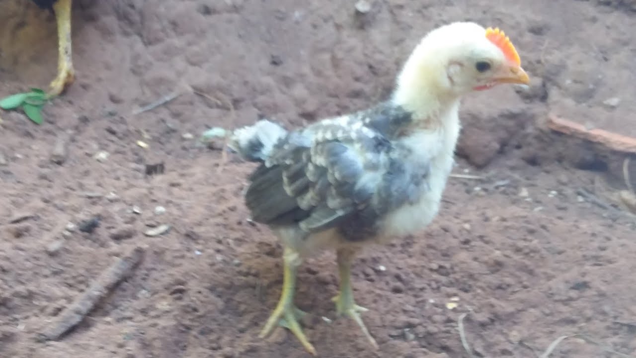 GARNIZÉ. Minha pequena criação de galinha garnizé. canal VARIEDADES DA ...