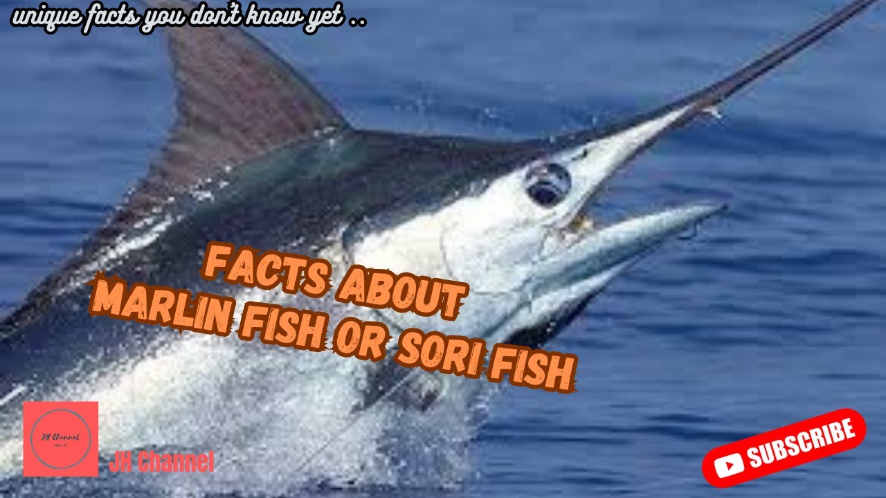 14 Interesting Facts about Marlin Fish or Sori Fish, Unique facts you ...