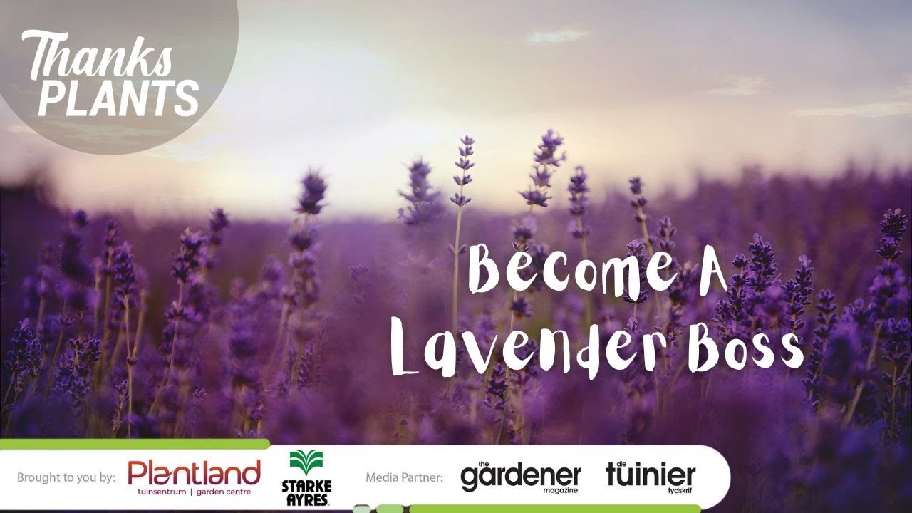 Become a Lavender Boss - YouTube