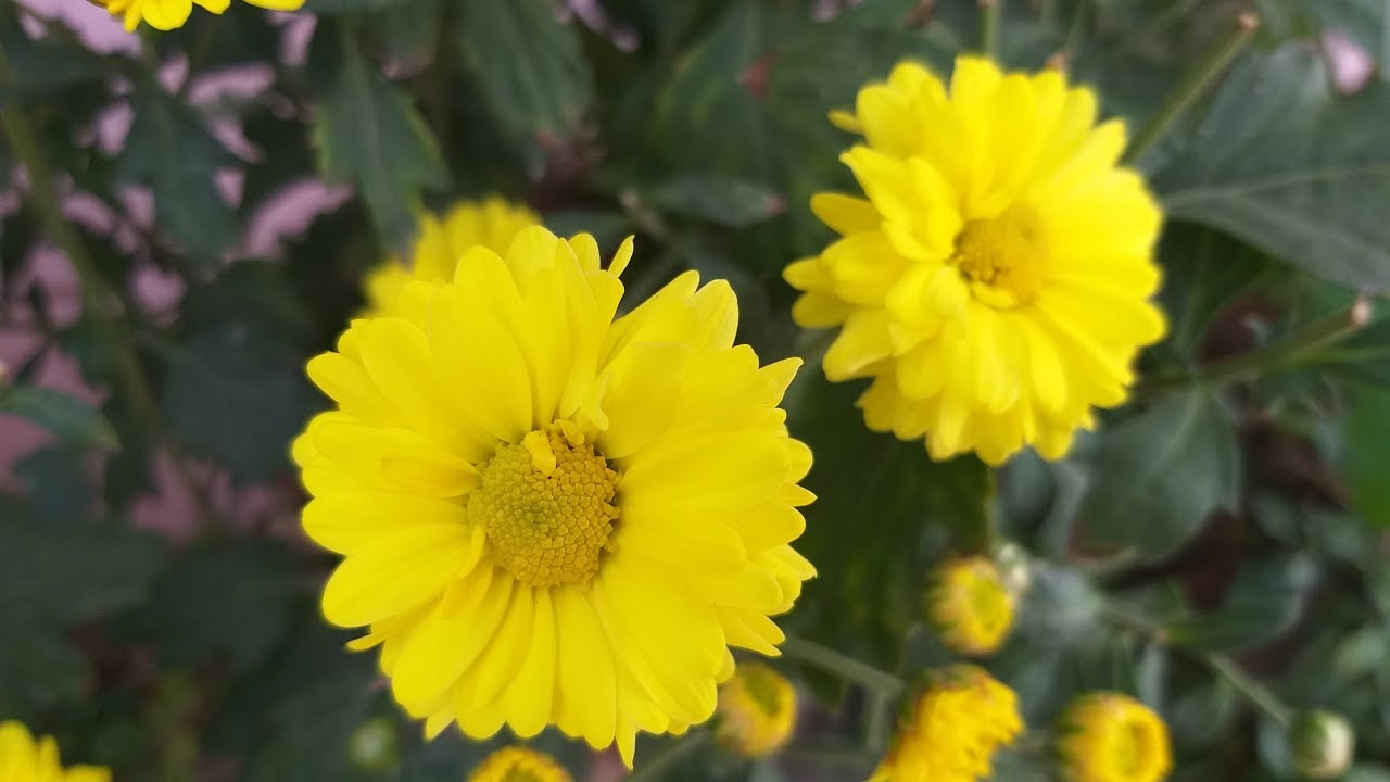 Samanthi poo - chrysanthemum yellow - YouTube