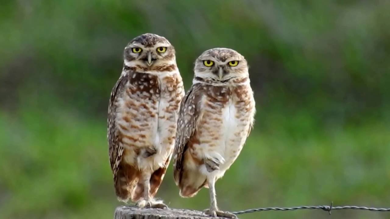 Casal de Corujas-buraqueira, Athene cunicularia, Burrowing Owl, - YouTube