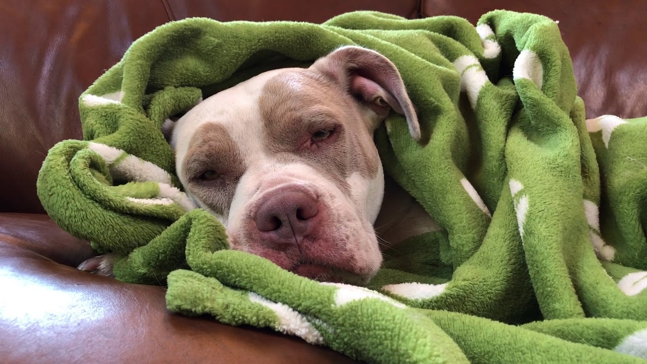 Wake up Wanda! (Adopted!) - YouTube
