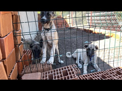 DEĞERLİ TAKİPCİLERİM MANKEN HOSTES SAHİPLENDİRMEDE ŞARTLARI DEĞİŞTİRDİM