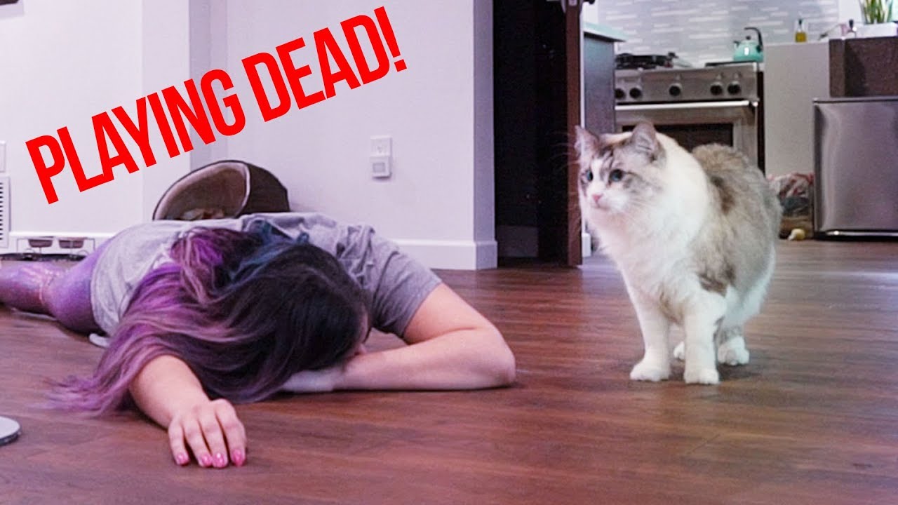 Faking My Death In Front Of My Cats - YouTube
