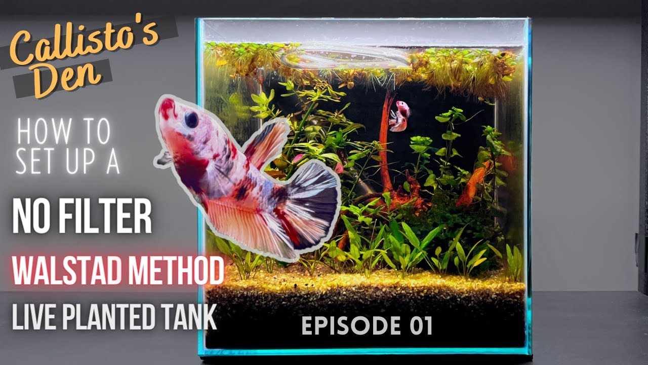 Beginner Walstad Method Tank Setup for Koi Betta Fish - Callisto's Den ...