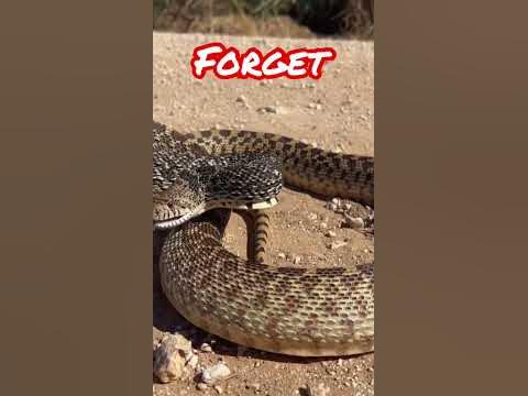 Big Bullsnake Hissing!! 🐍 #snake #bull - YouTube