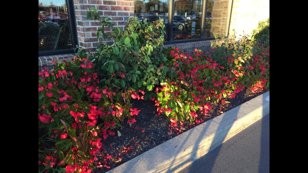 🌺☀️Beautiful red Angel Wing Begonia flowers in the golden hour sun☀️🌺 ...