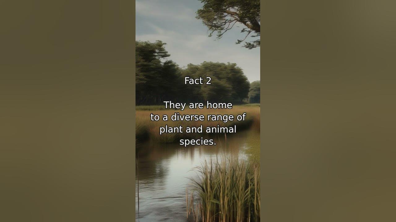 Discover Three Fascinating Facts About Marshes explore facts discover-three-fascinating-facts-about-marshes-explore-facts