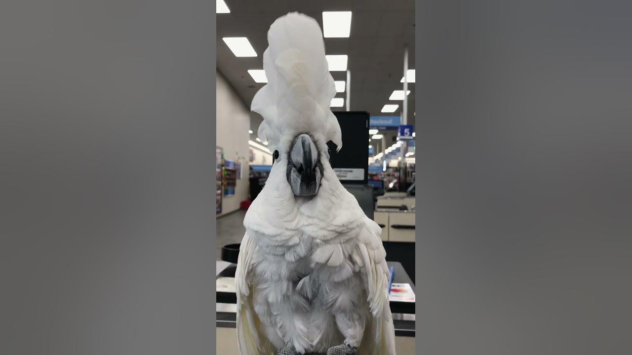 Cockatoo Shopatoo - Mr B steals Mom's Starburst package, and has a lot to say at the checkout ...