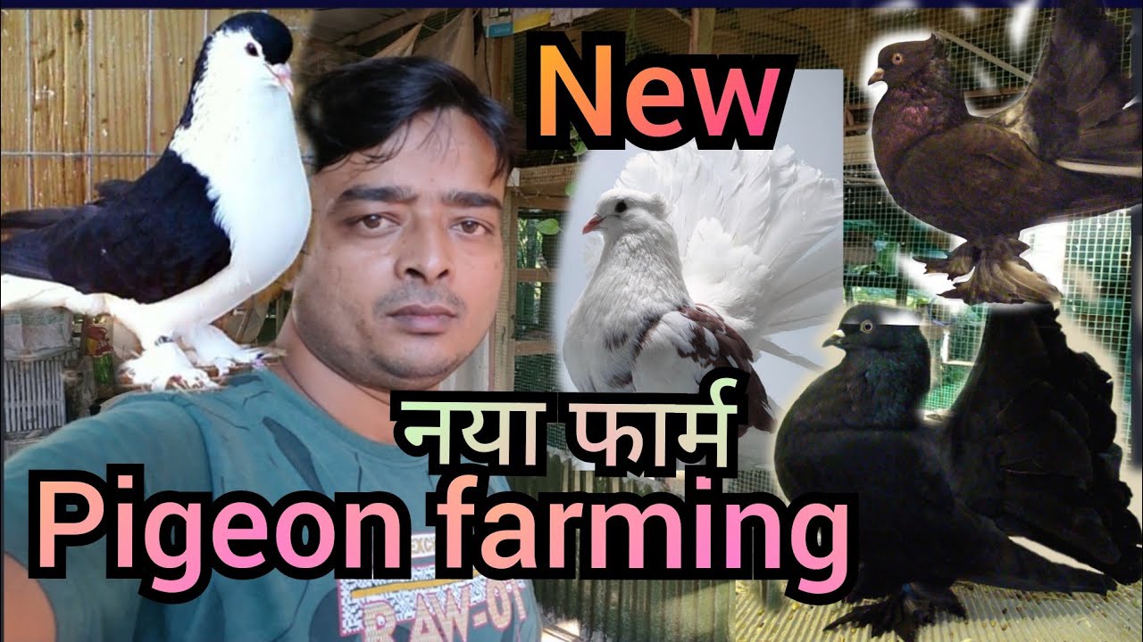 New Pigeon Farming // Pigeon Farming in india // Pigeon Farming in ...