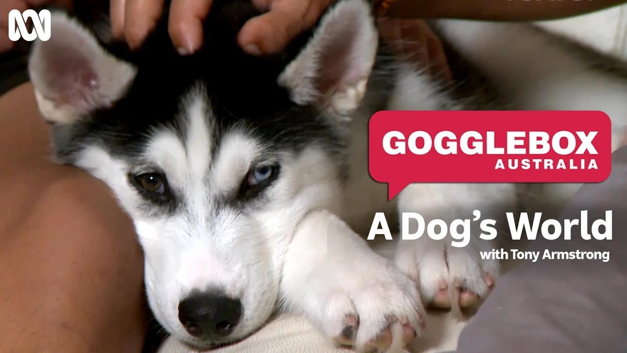 Gogglebox Australia goes woof | A Dog's World with Tony Armstrong - YouTube