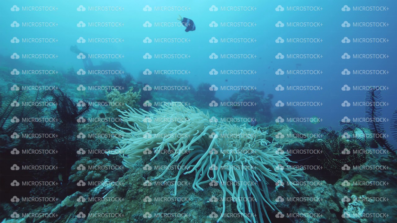 Underwater landscape: View of ocean full of marine plants and fishes ...