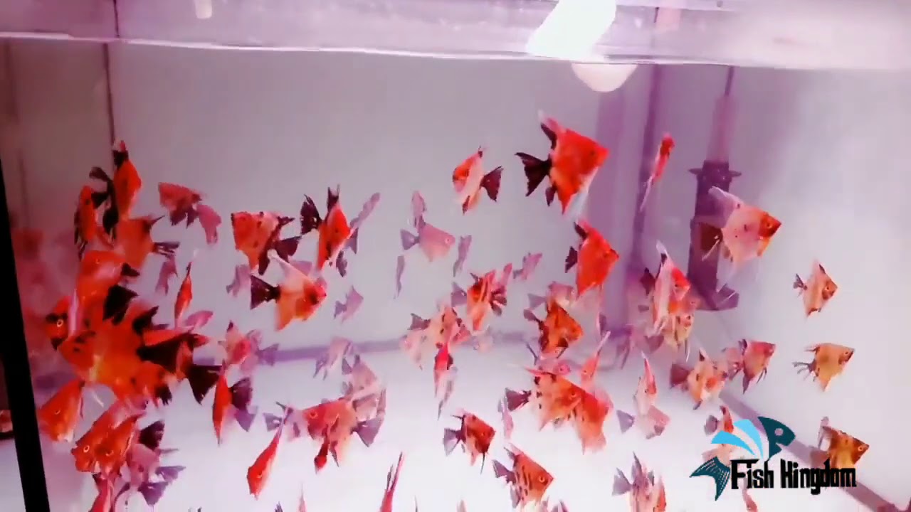 Red Devil Angelfish || Fish Kingdom || - YouTube