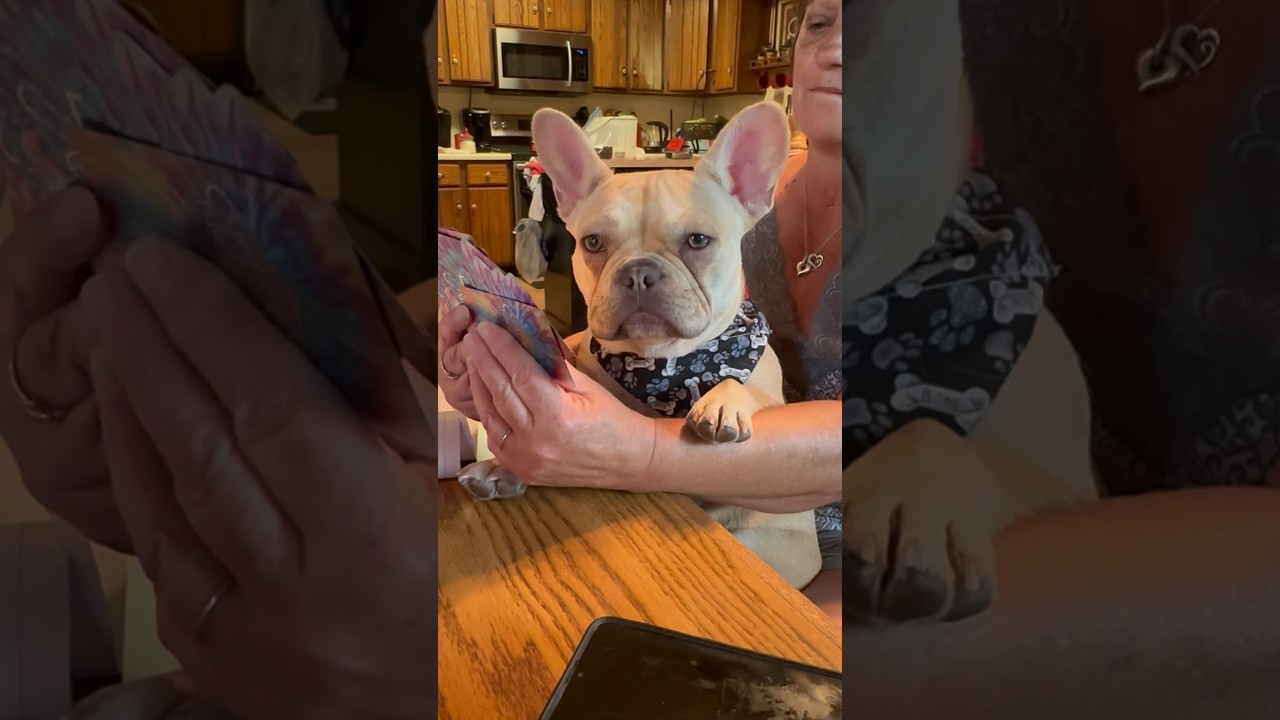 Luna with a bad hand 😆 #frenchie #frenchbulldogpuppy - YouTube