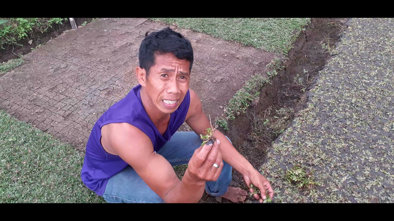 HOW TO PLANT YOUR FROGRASS - YouTube