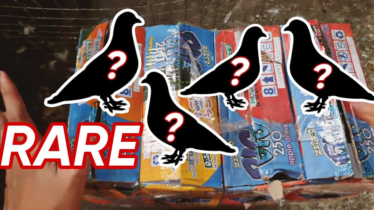 Bought Another 4 Rare Off Color Racing Pigeon - YouTube