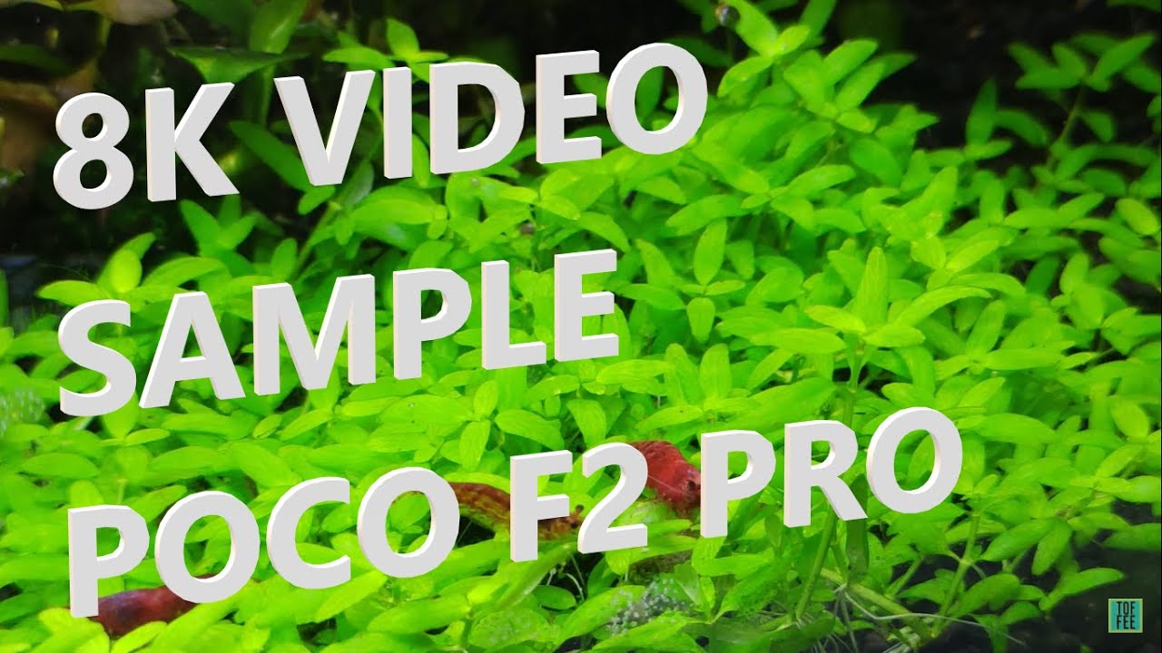 8k video sample POCO F2 Pro MIUI 12 Latest Update Planted Tank 1x 2x 6x zoom