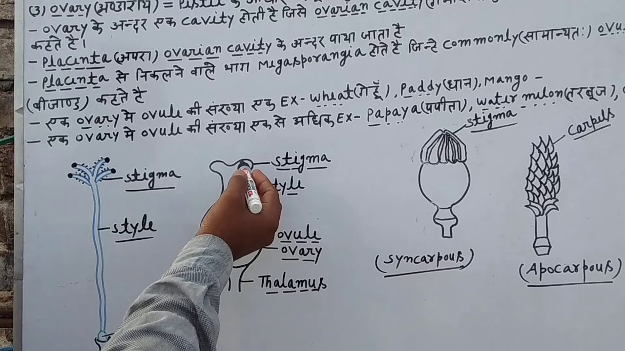 Sexual Reproduction in Flowering plant | Gynoecium or pistil | - YouTube