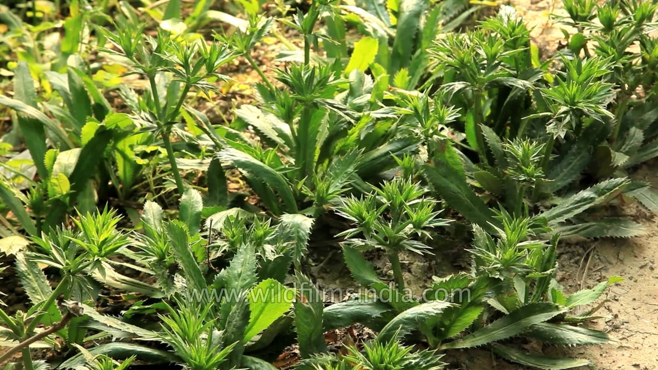 Awa fadigom or Sa maroi - Culinary herbs of Manipur, India - YouTube