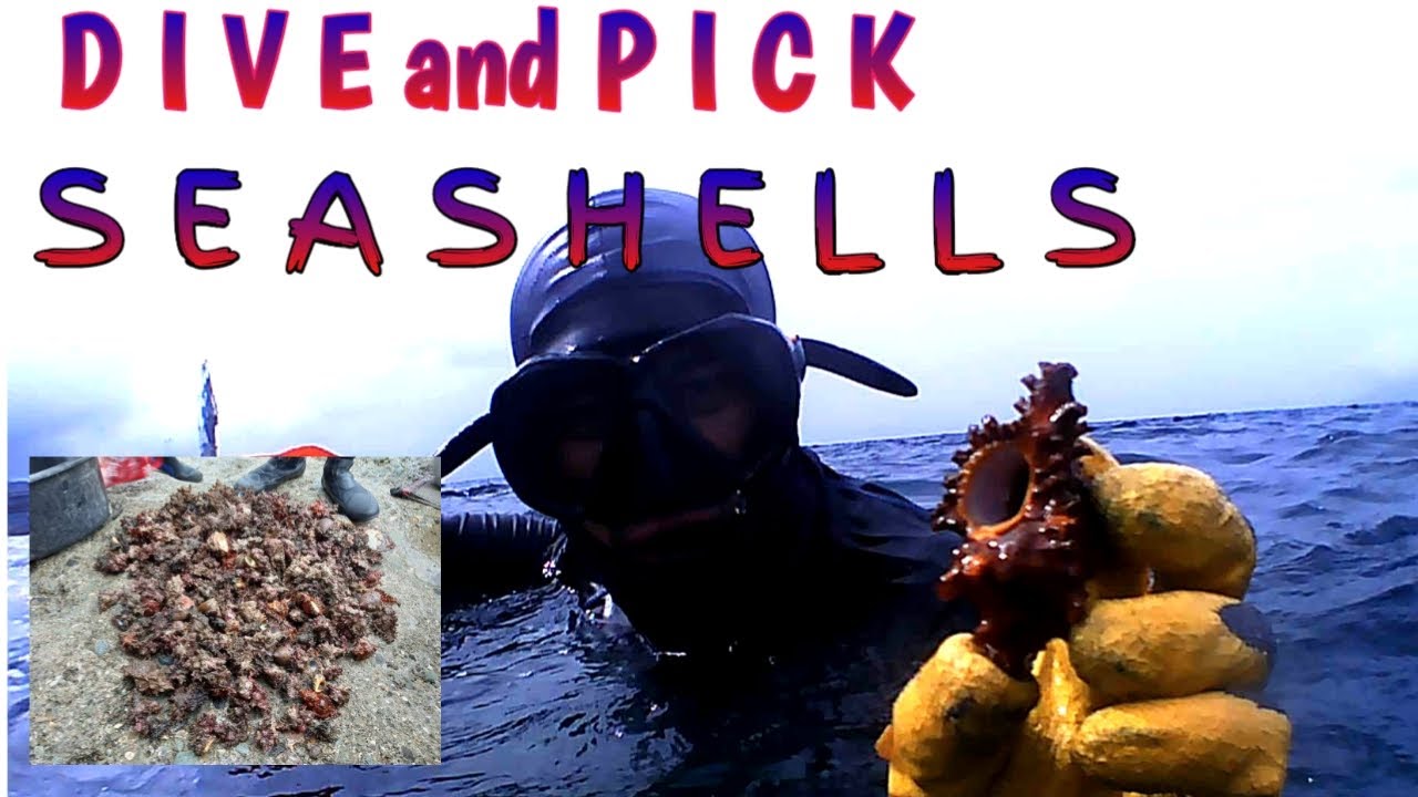 Dive and Pick Different Varieties of Seashells | Simlong, Batangas ...